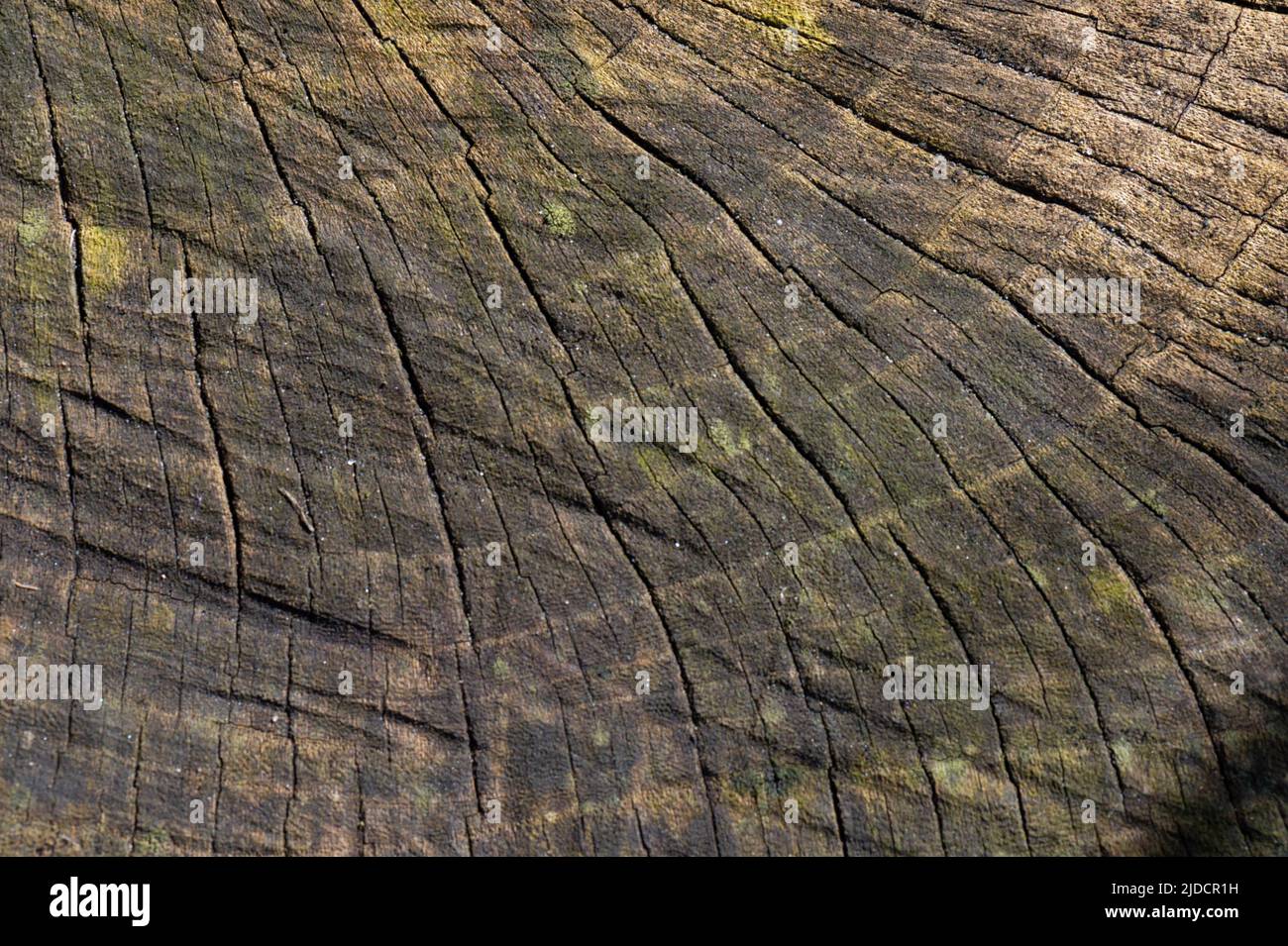 texture of nature. wood texture of a tree nice to have a background ...