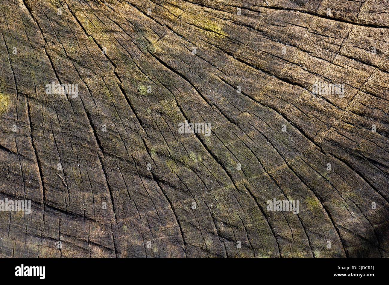 texture of nature. wood texture of a tree nice to have a background ...