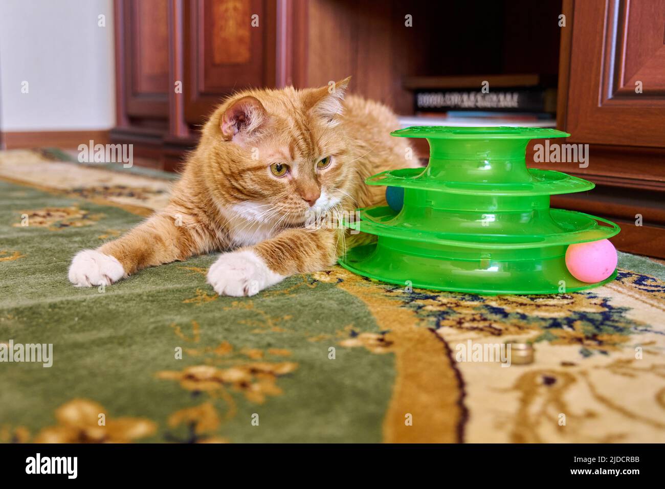 Close up funny big ginger cat pet lying on carpet at home Stock Photo ...