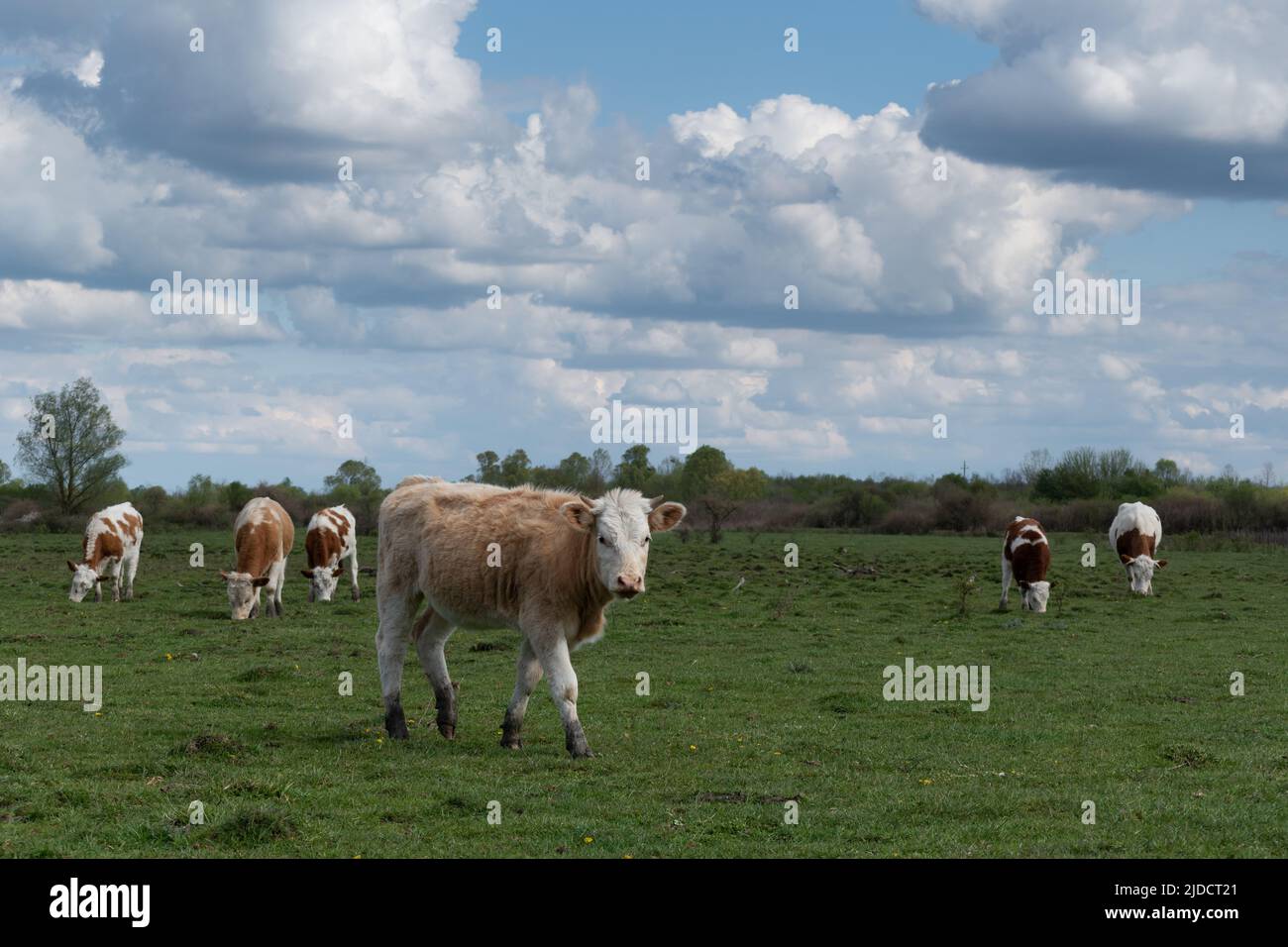 Free range cow hi-res stock photography and images - Alamy