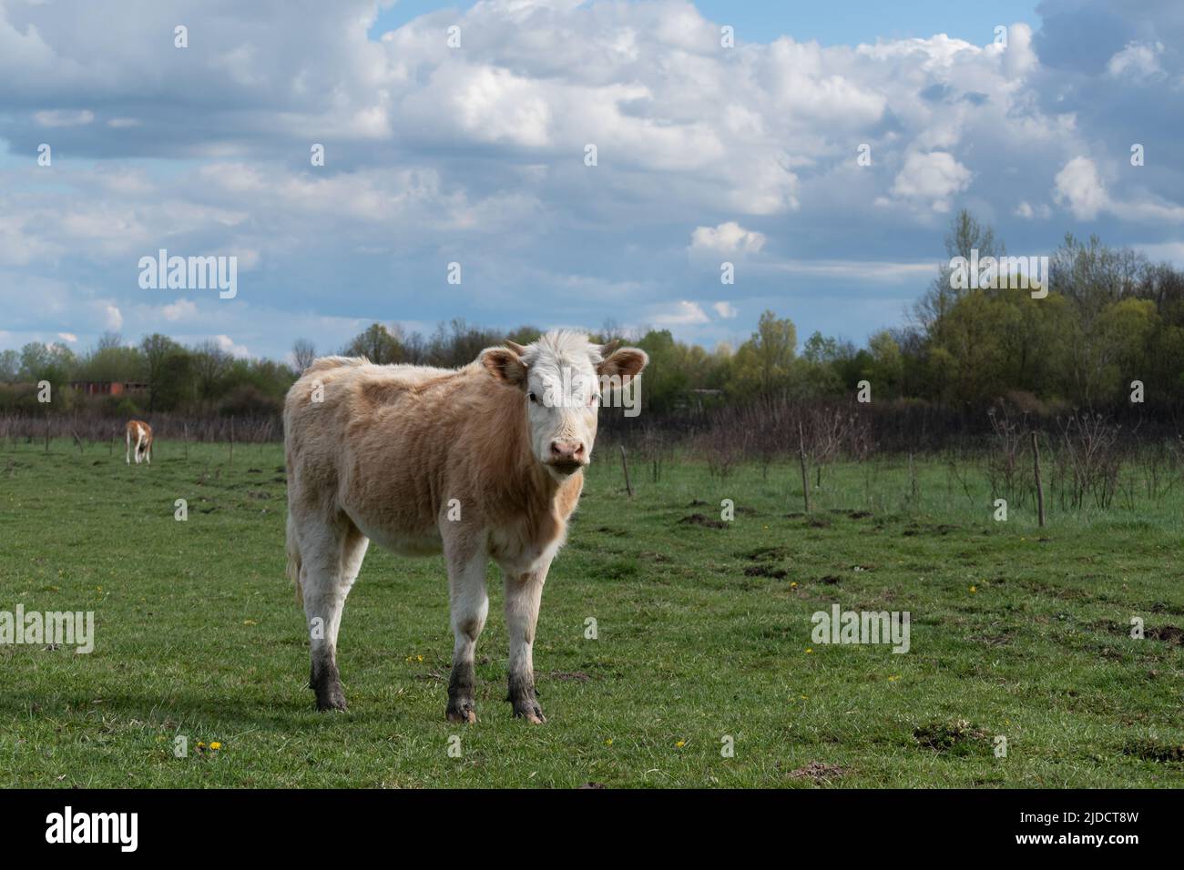 Bull stand hi-res stock photography and images - Alamy