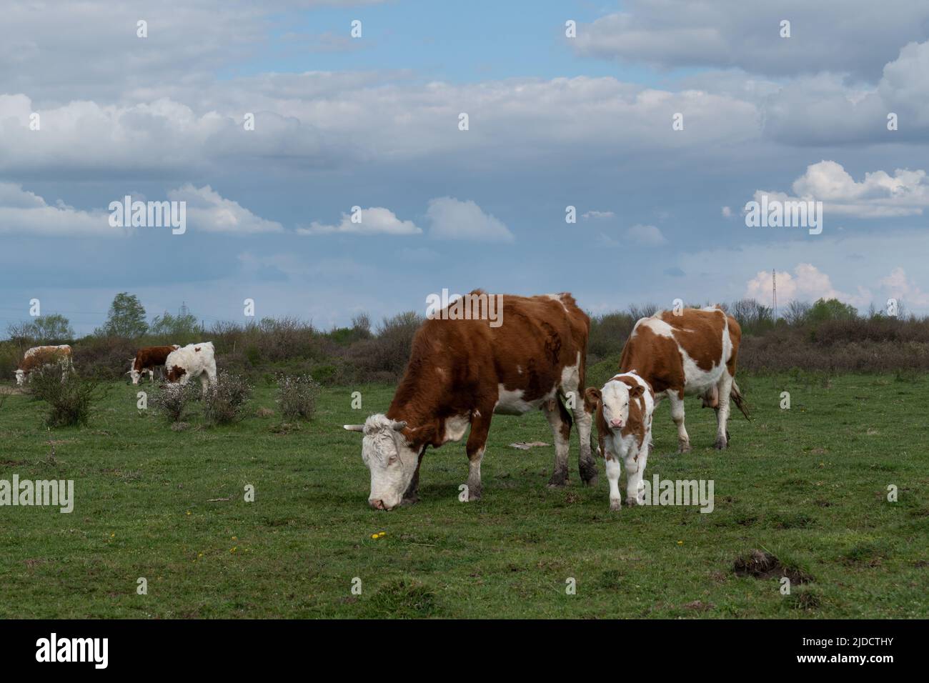 Cow and offspring cattle hi-res stock photography and images - Alamy