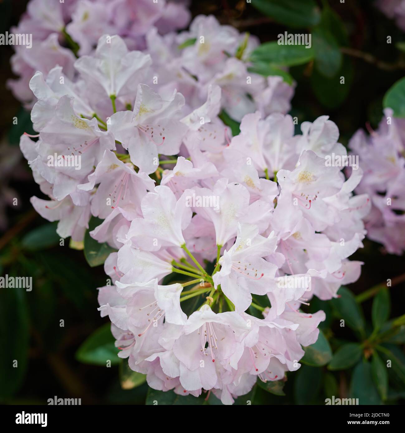 Rhododendrons in the flowering season Stock Photo - Alamy