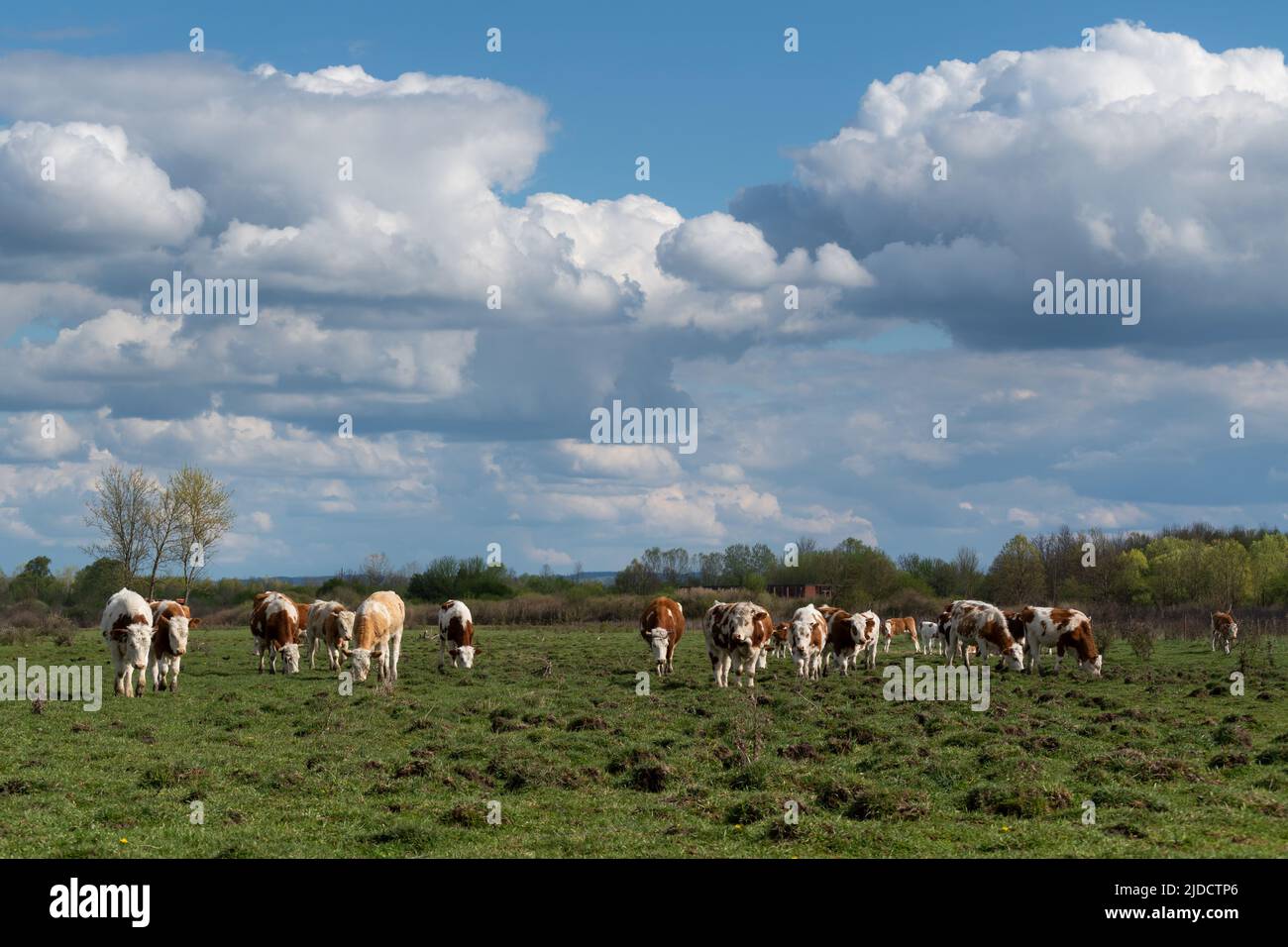 Herd of cows grazing in bumpy pasture front view on cloudy day ...