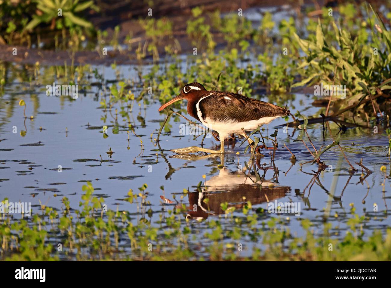 Female Greater Painted Snipe in a pond in Savuti Botswana Stock Photo ...