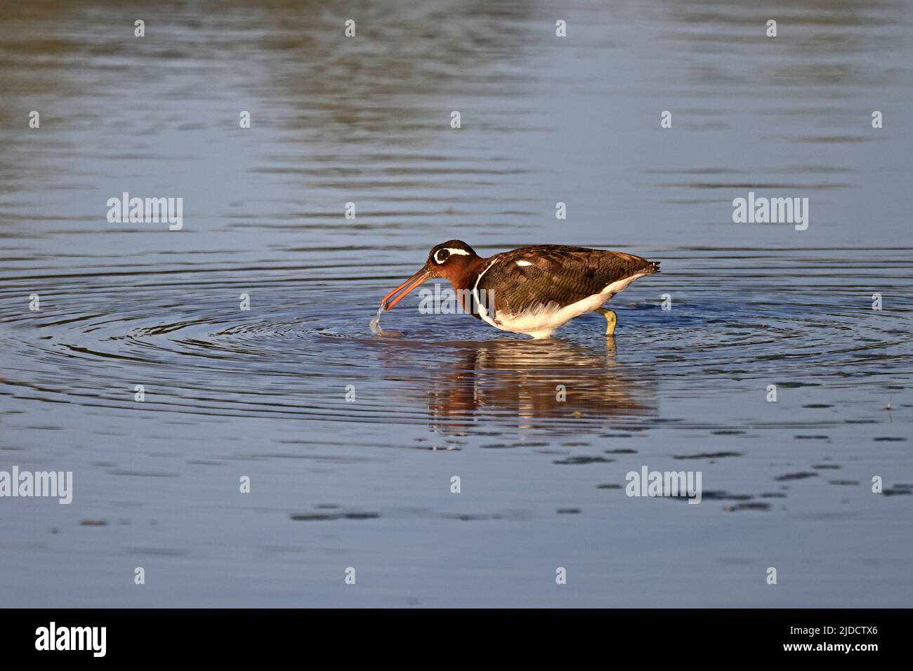Female Greater Painted Snipe in a pond in Savuti Botswana Stock Photo ...
