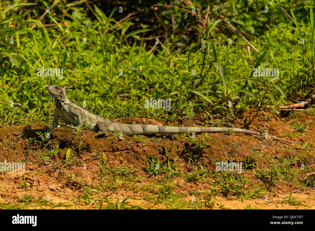 Wild green iguana close up in the nature habitat. Wild brasil ...