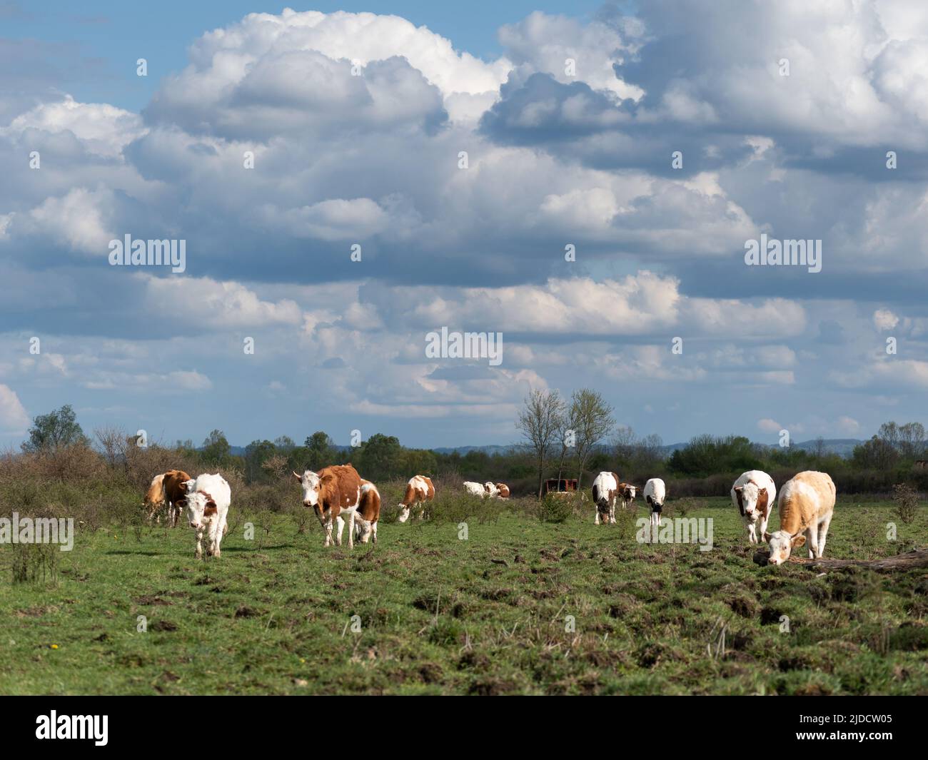 Herd of cows walks in pasture front view on cloudy day, domestic animal ...