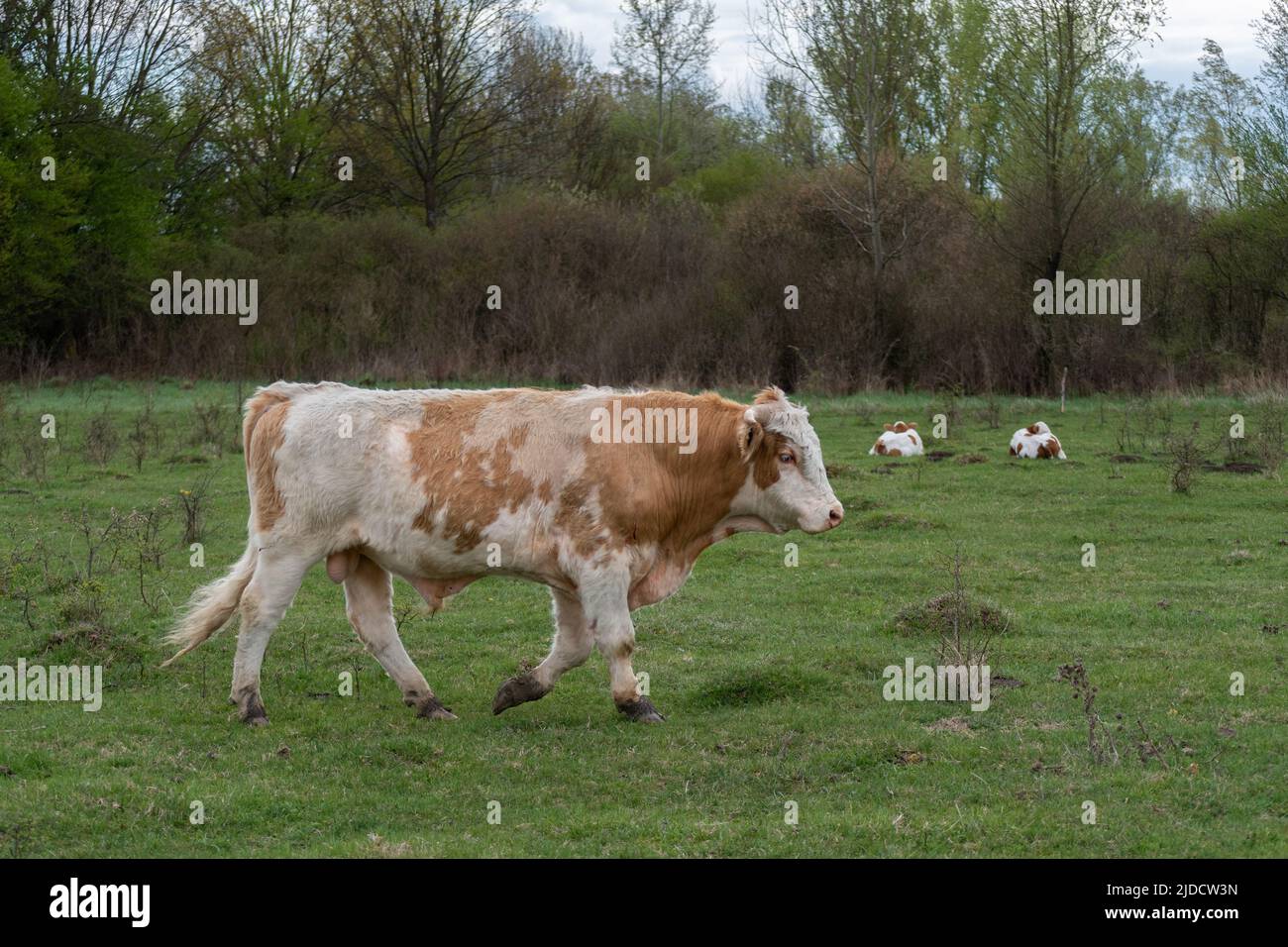Walk cattle hi-res stock photography and images - Alamy