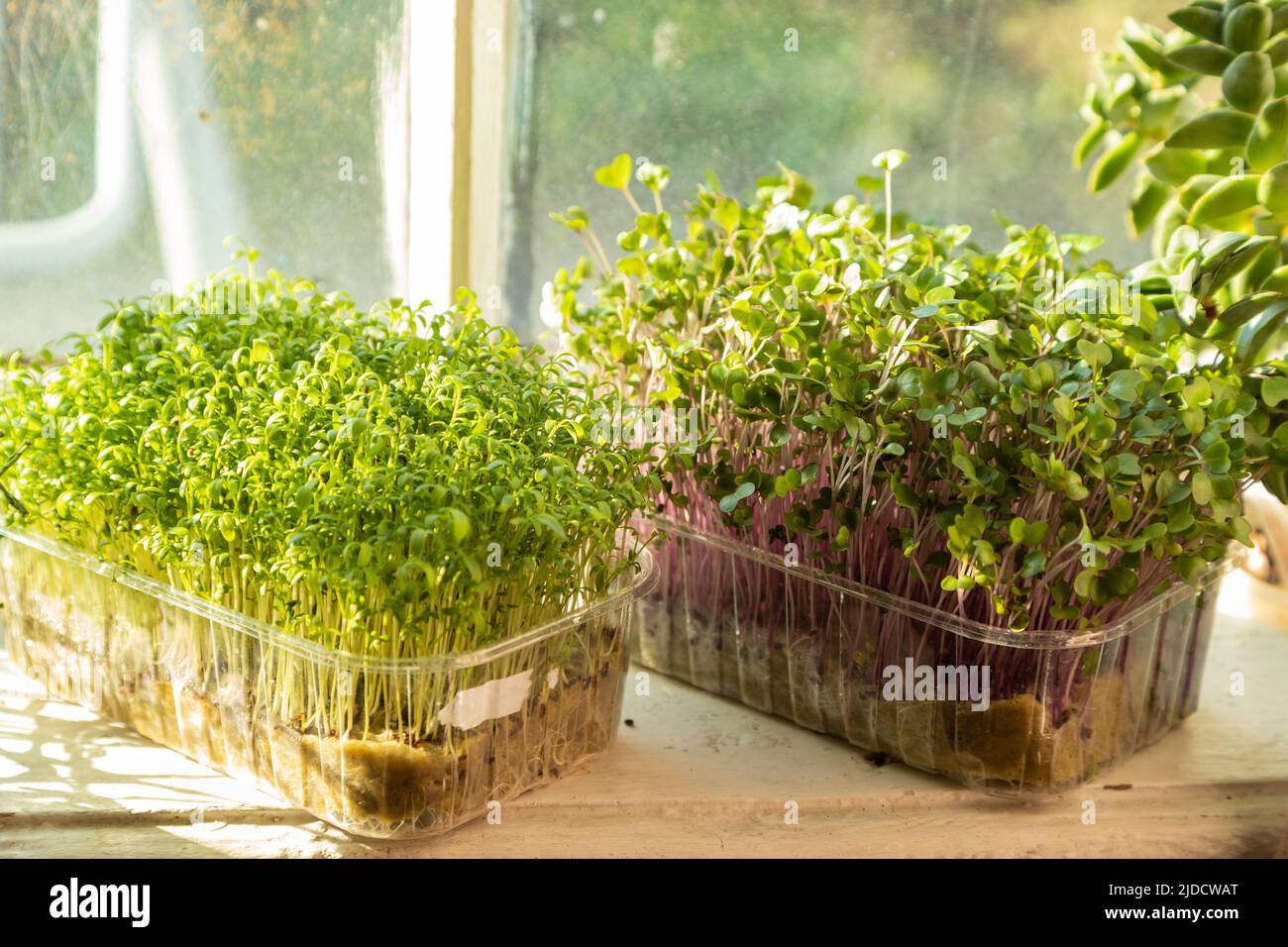 Boxes with microgreen sprouts of cress salad and kohlrabi cabbage on ...