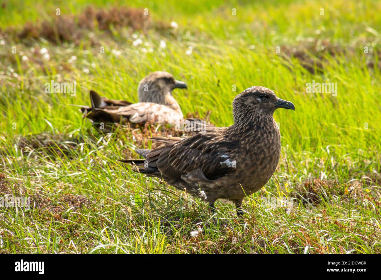 Two great skuas in the grass Stock Photo - Alamy