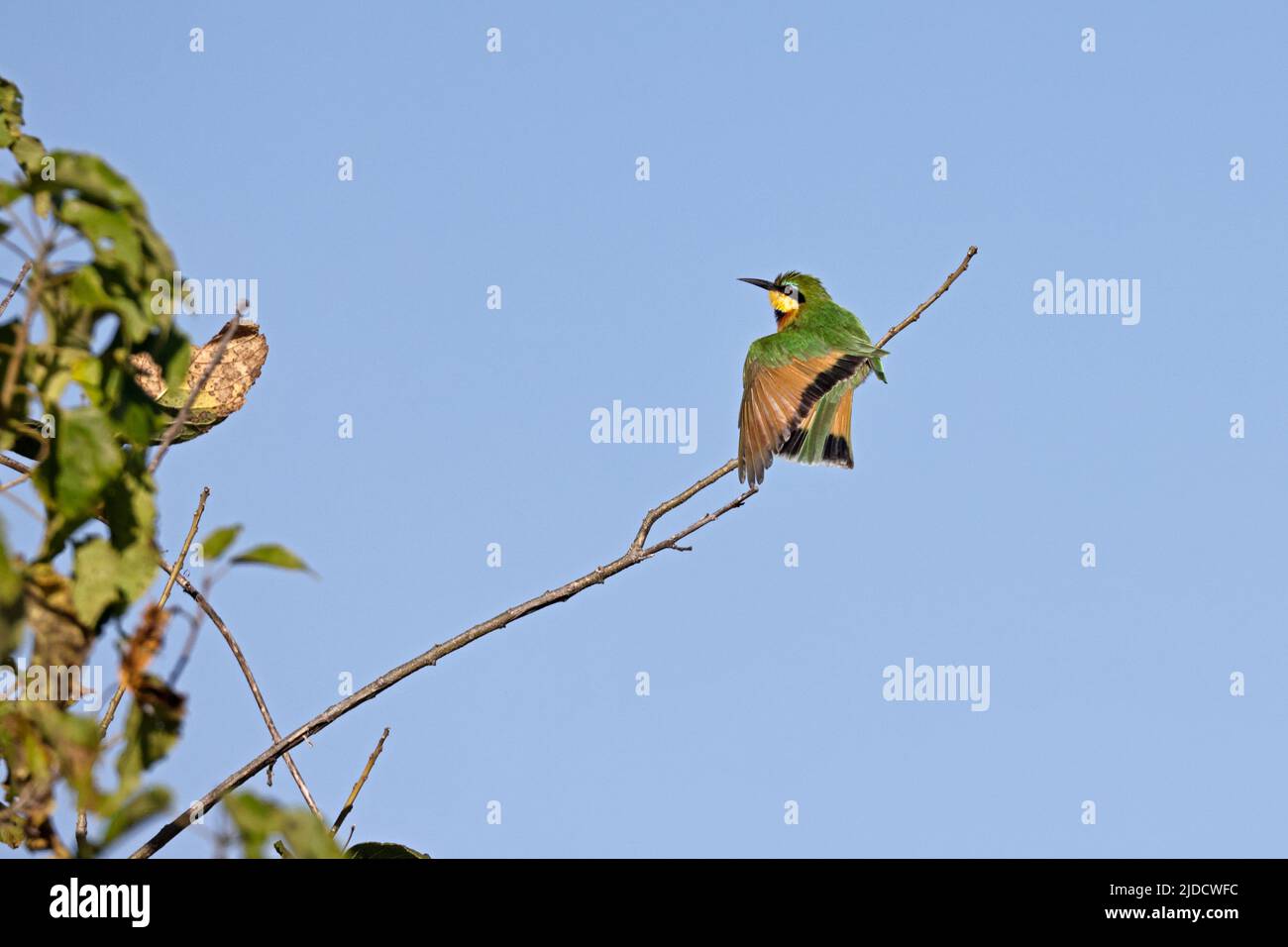 Little Bee-eater stretching its wings in a tree in Savuit Botswana ...