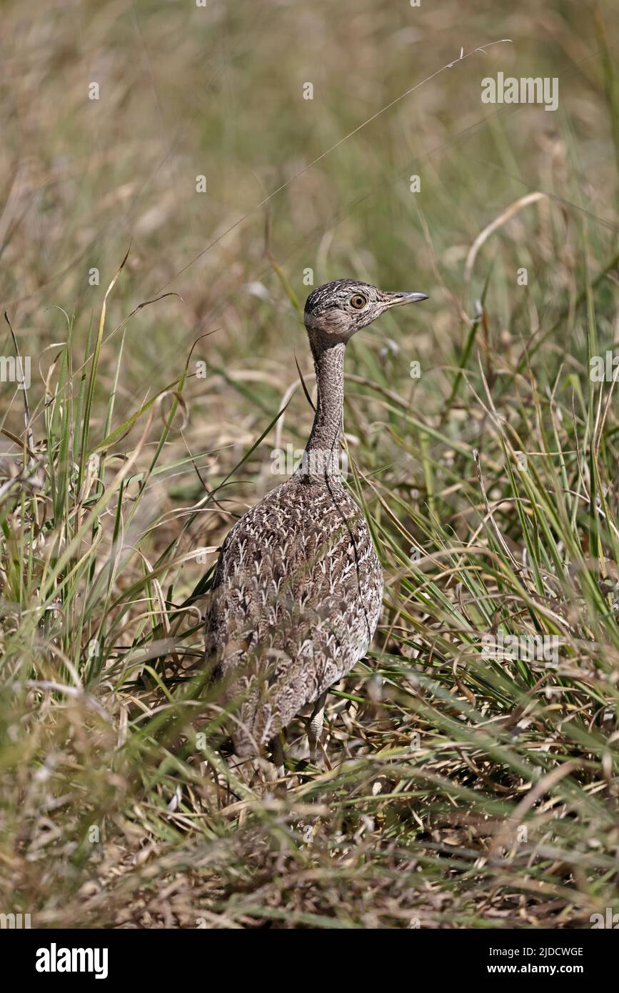 Crested bustard hi-res stock photography and images - Alamy