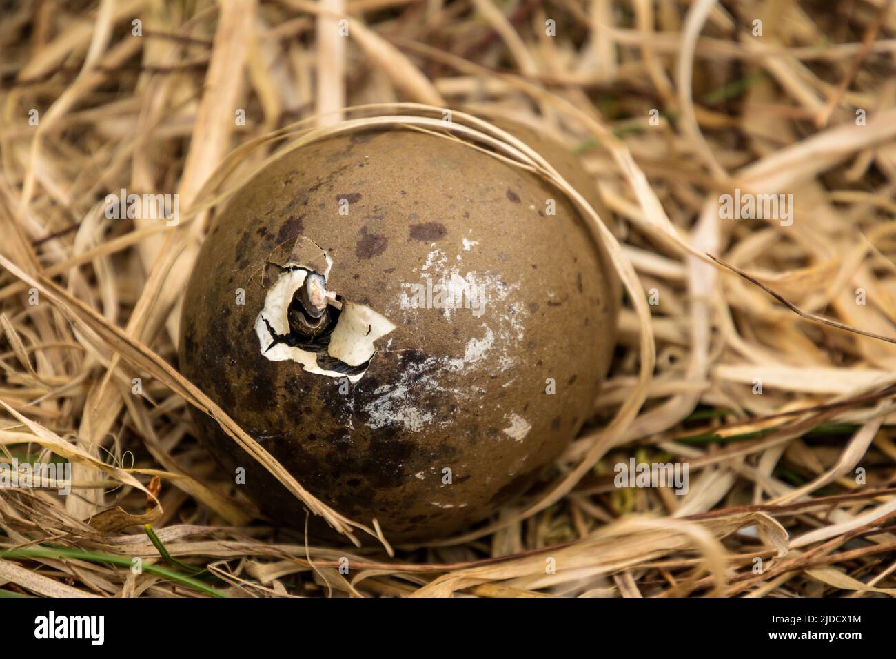 Hatching egg hi-res stock photography and images - Alamy