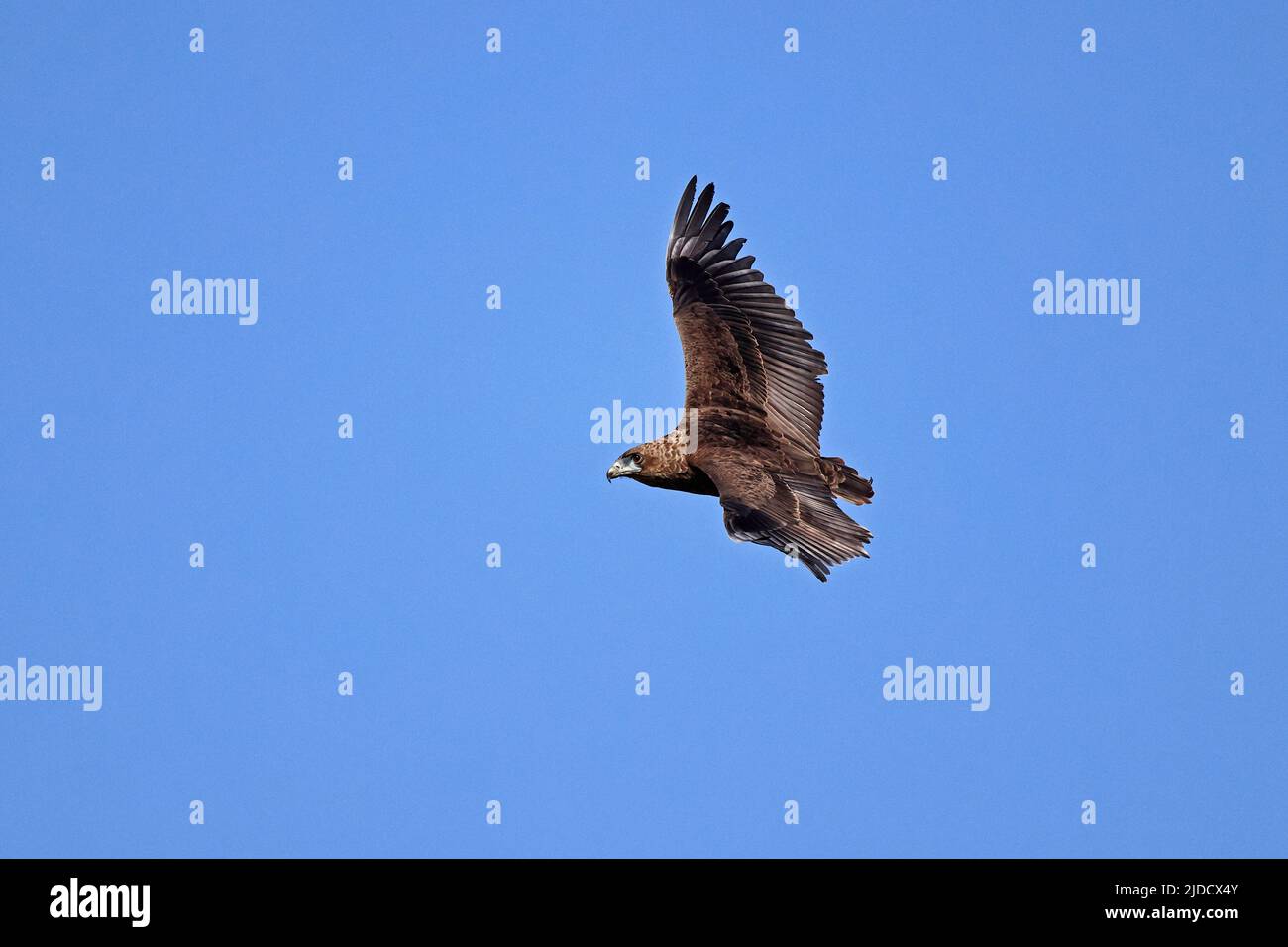Juvenile Bateleur Eagle in flight Botswana Stock Photo - Alamy