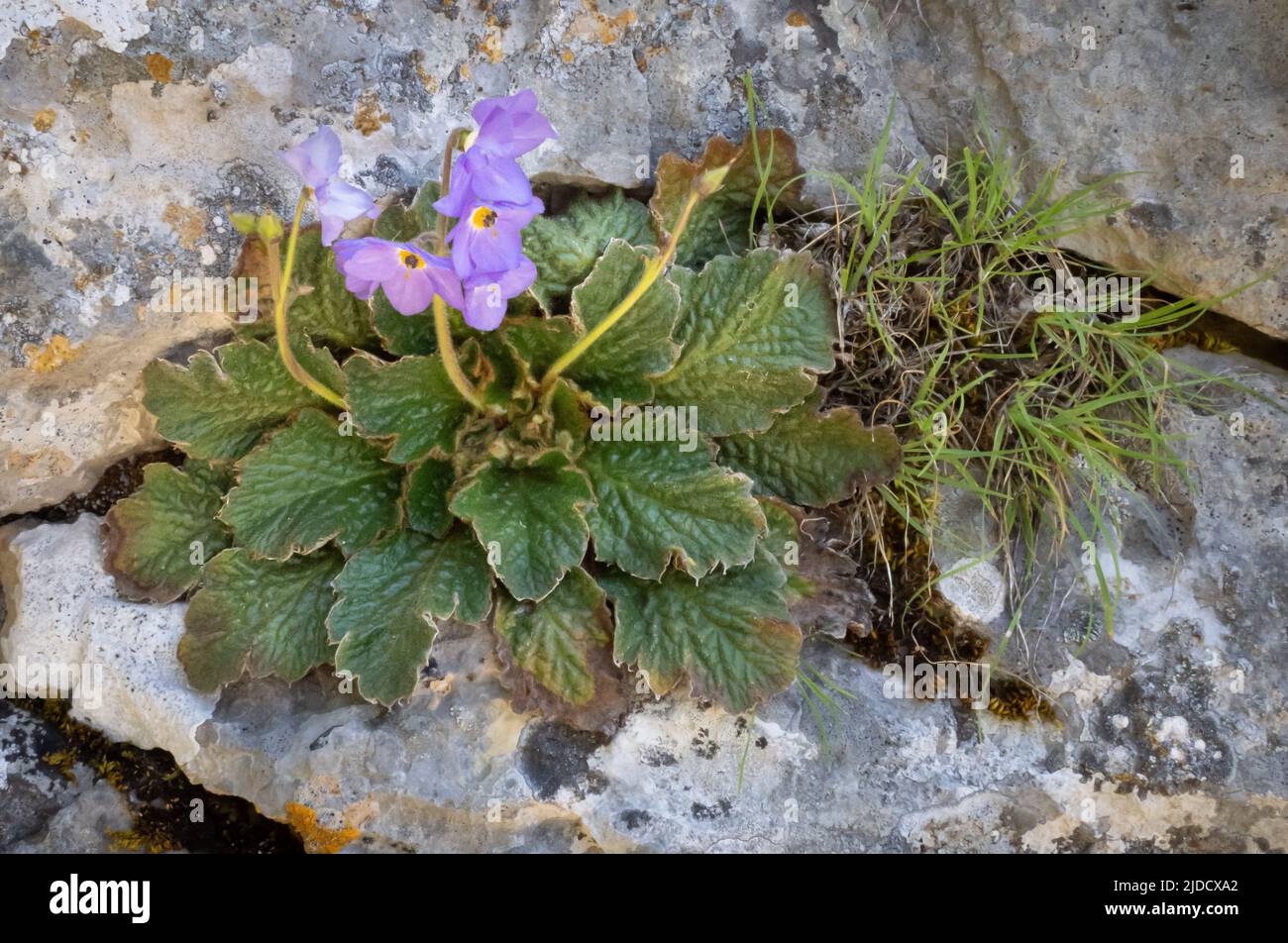 Ramonda serbica growing in the VIkos Gorge in the Zagori region of the ...