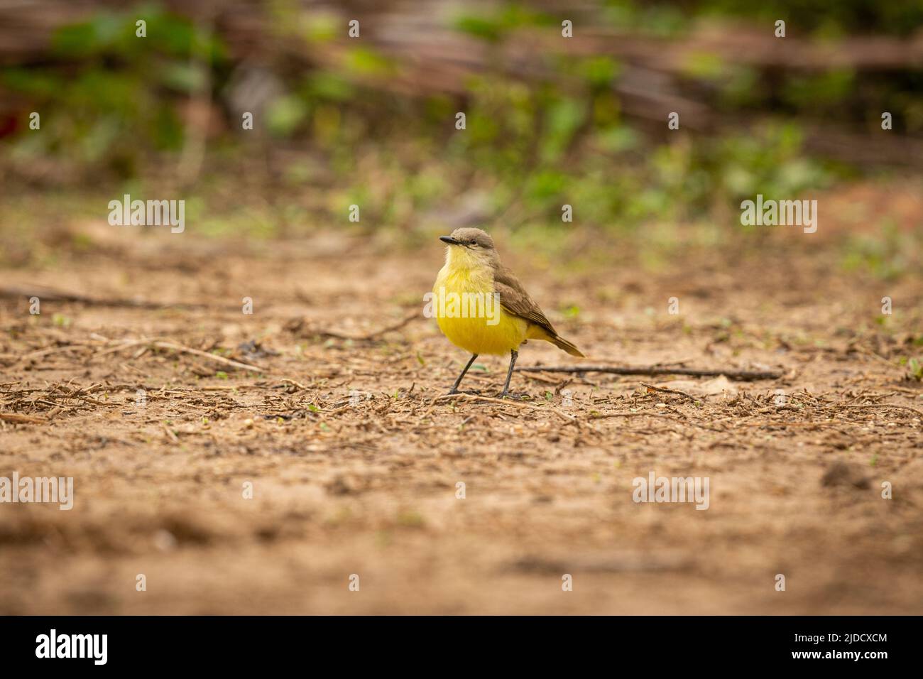 Majestic and colourfull bird in the nature habitat. Birds of northern ...