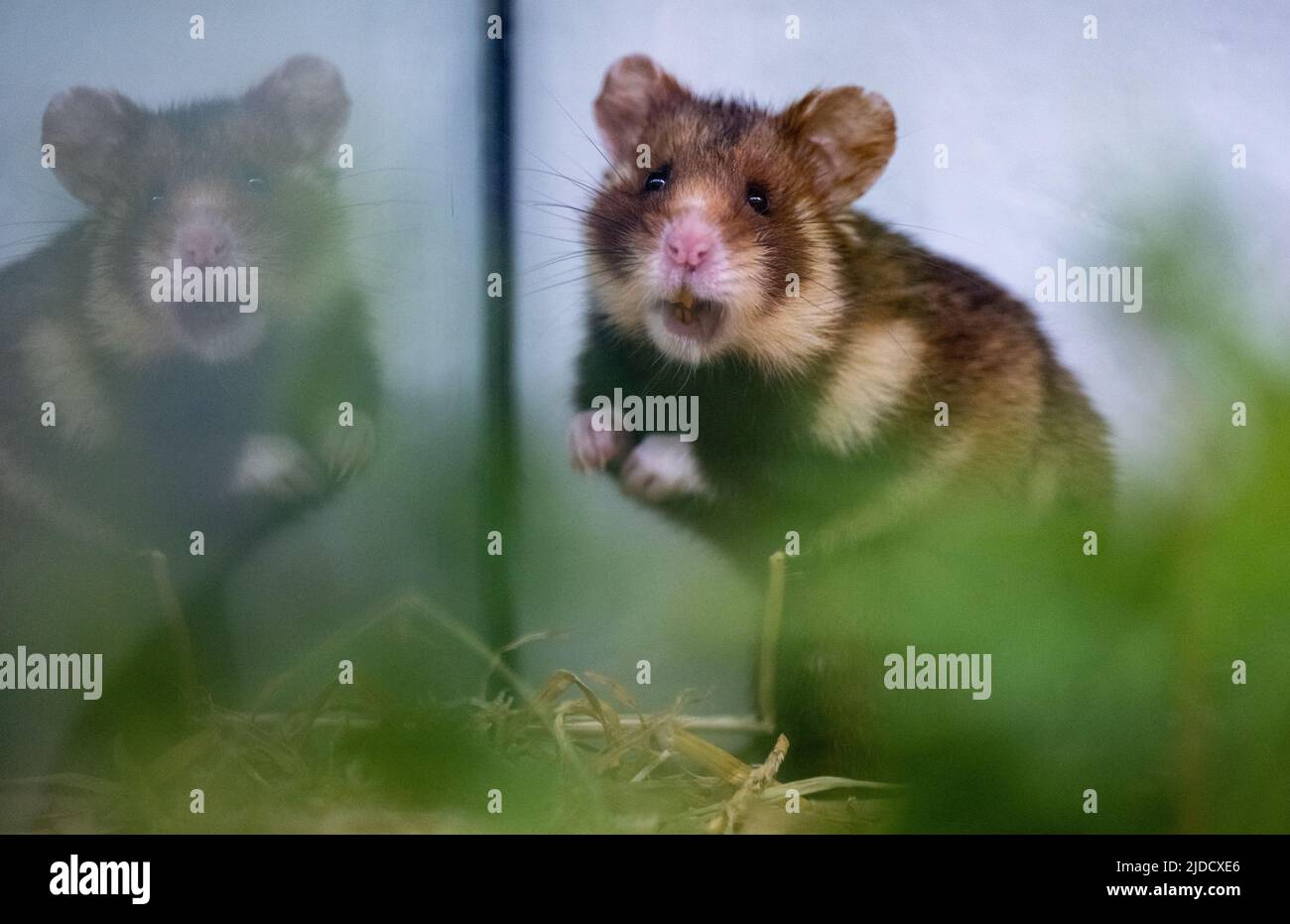 Leipzig, Germany. 20th June, 2022. A male field hamster is reflected in ...
