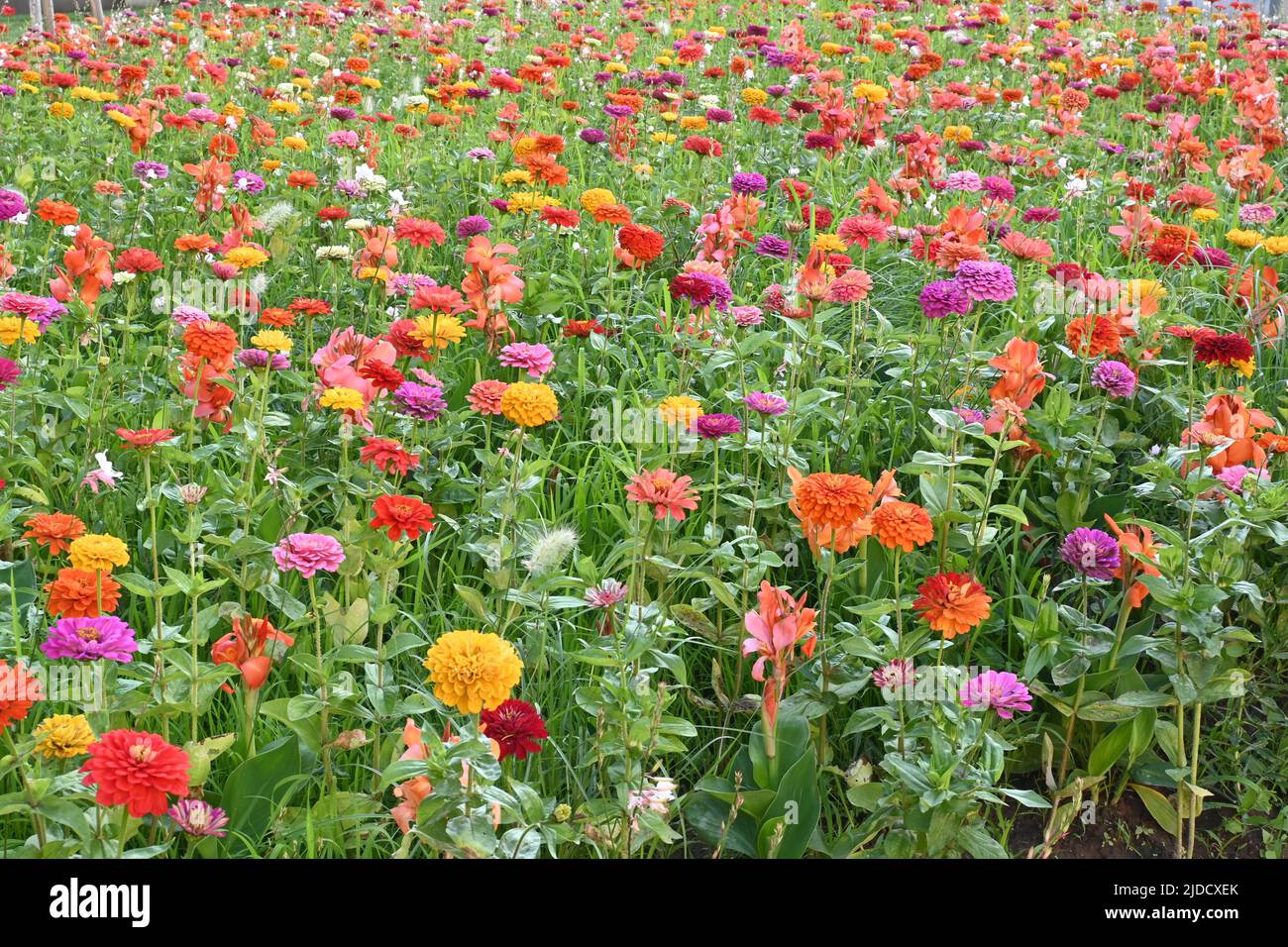Blumenfeld hi-res stock photography and images - Alamy