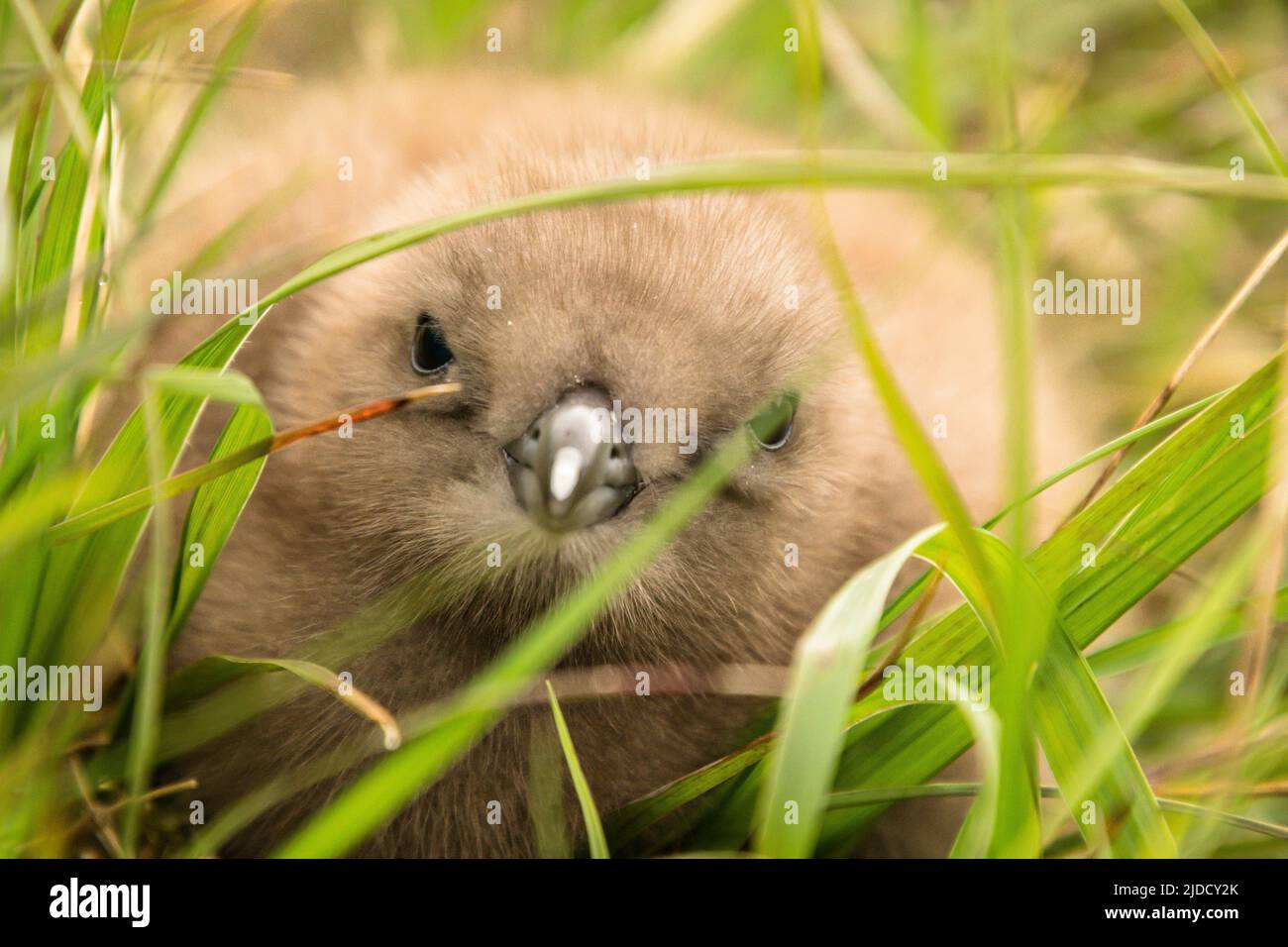 A fluffy great skua chick hiding in the grass Stock Photo - Alamy