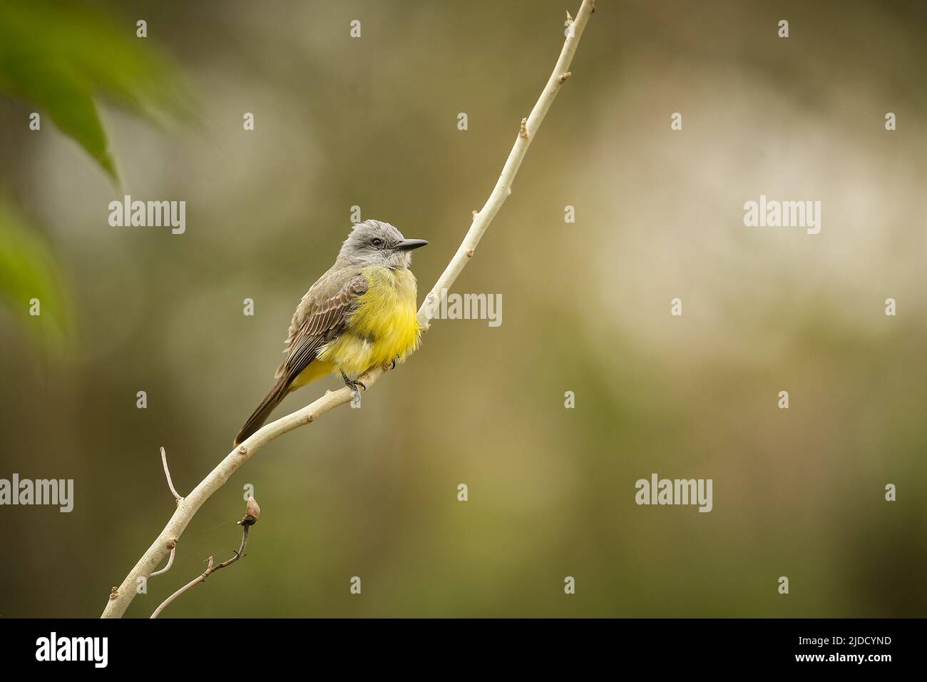 Majestic and colourfull bird in the nature habitat. Birds of northern ...