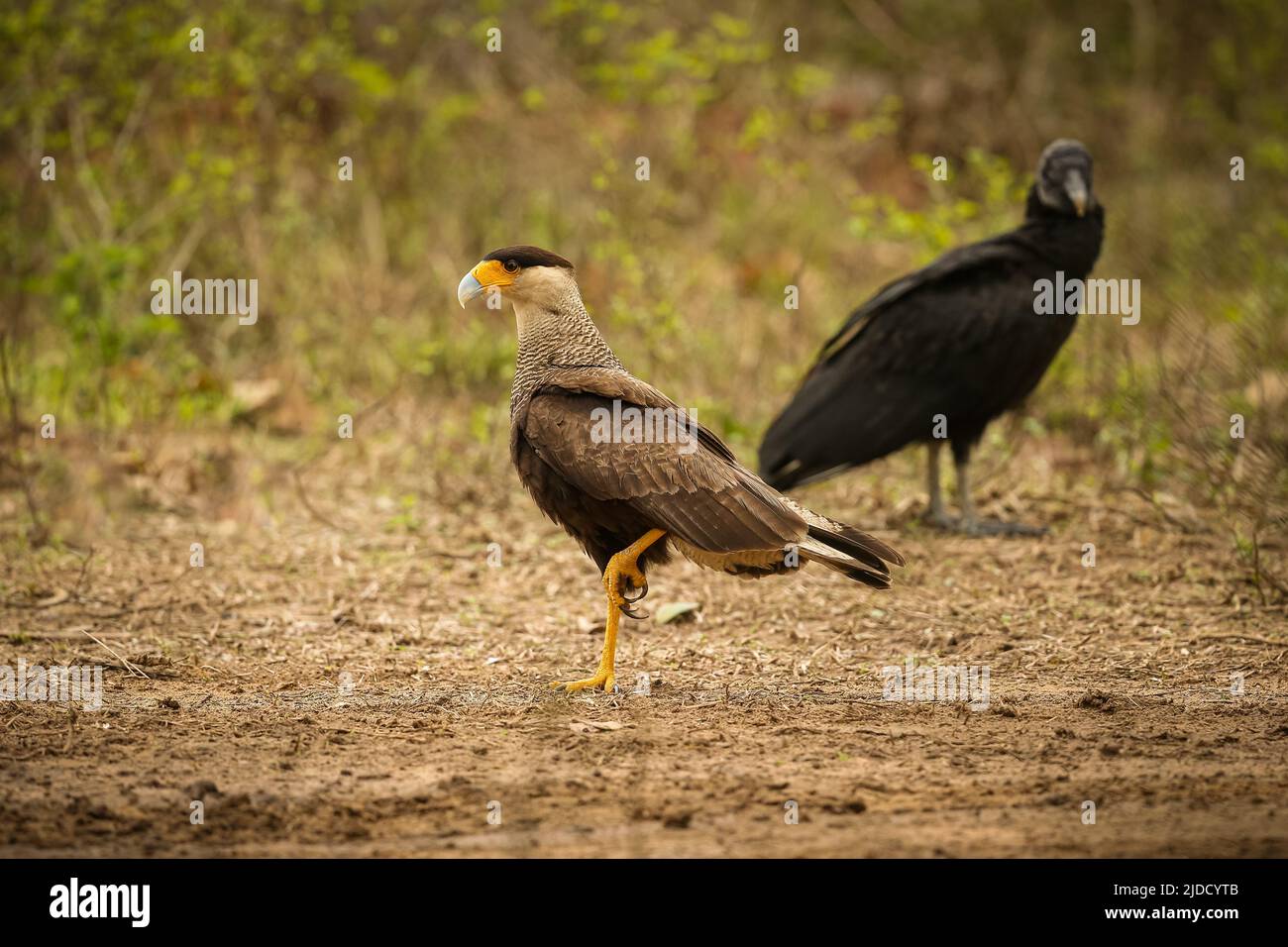 Majestic and colourfull bird in the nature habitat. Birds of northern ...