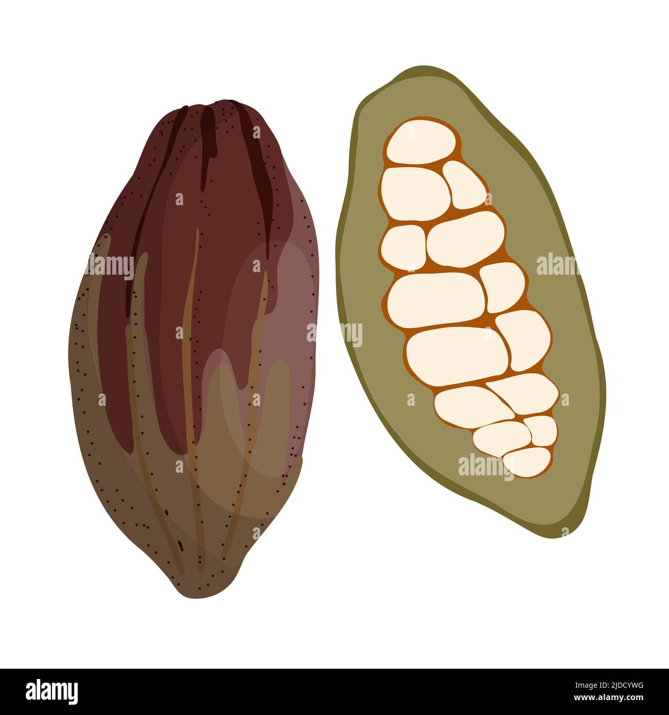 Fetus plant Stock Vector Images - Alamy