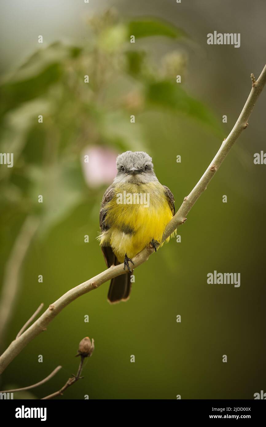 Majestic and colourfull bird in the nature habitat. Birds of northern ...