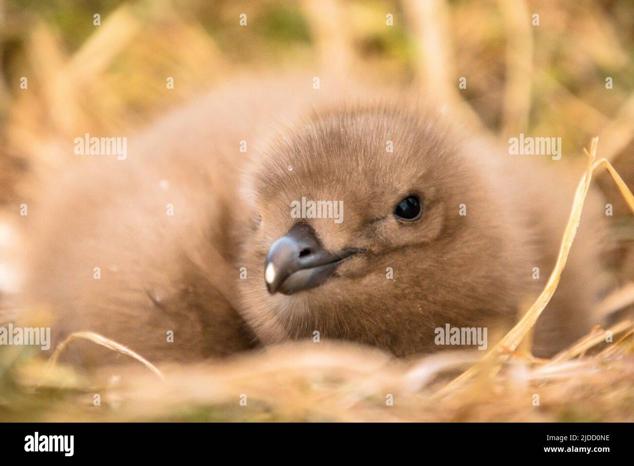 A fluffy great skua chick sat in a nest Stock Photo - Alamy
