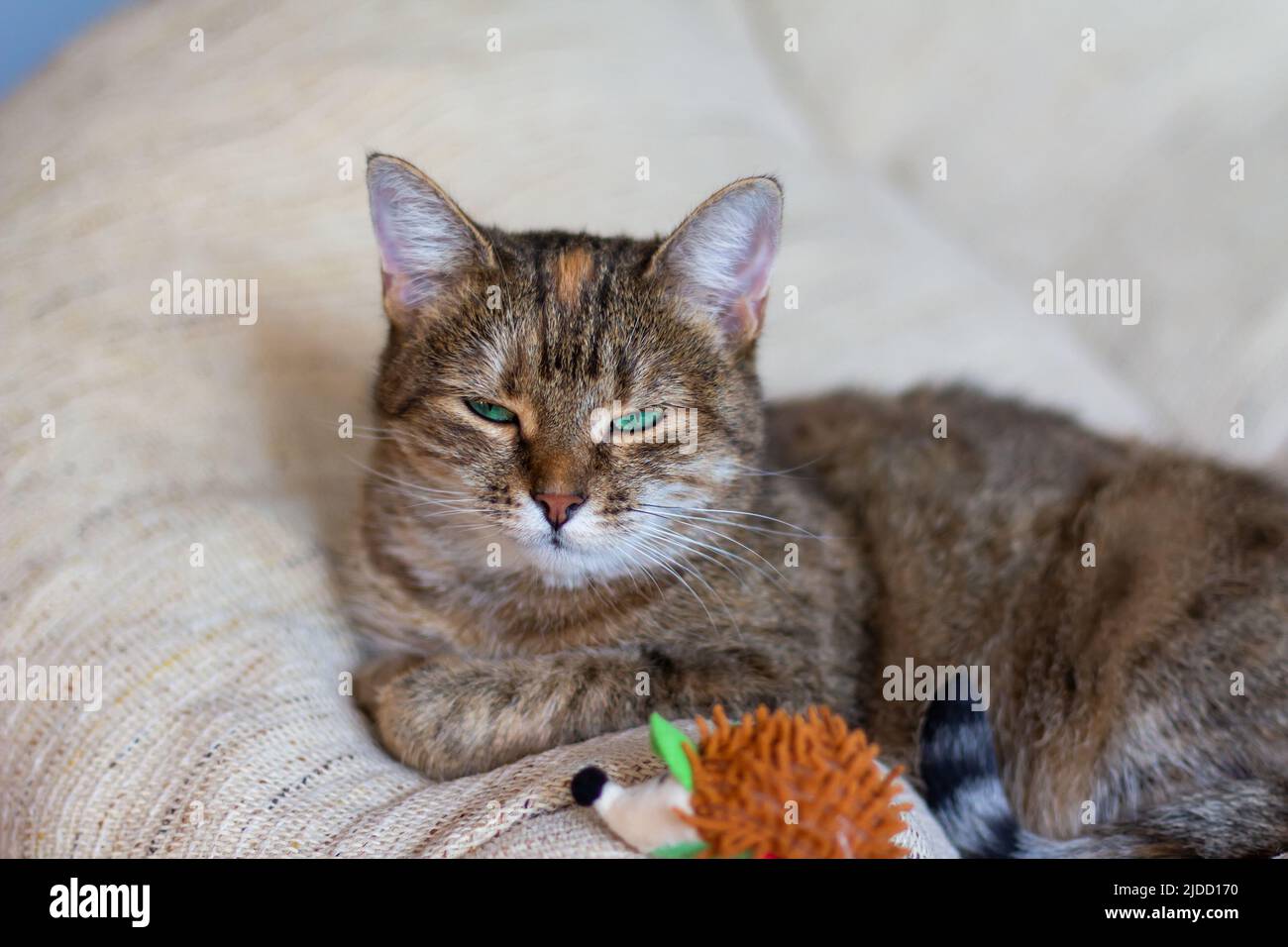 Domestic tricolor (white, gray, red) half-breed cat with green eyes ...