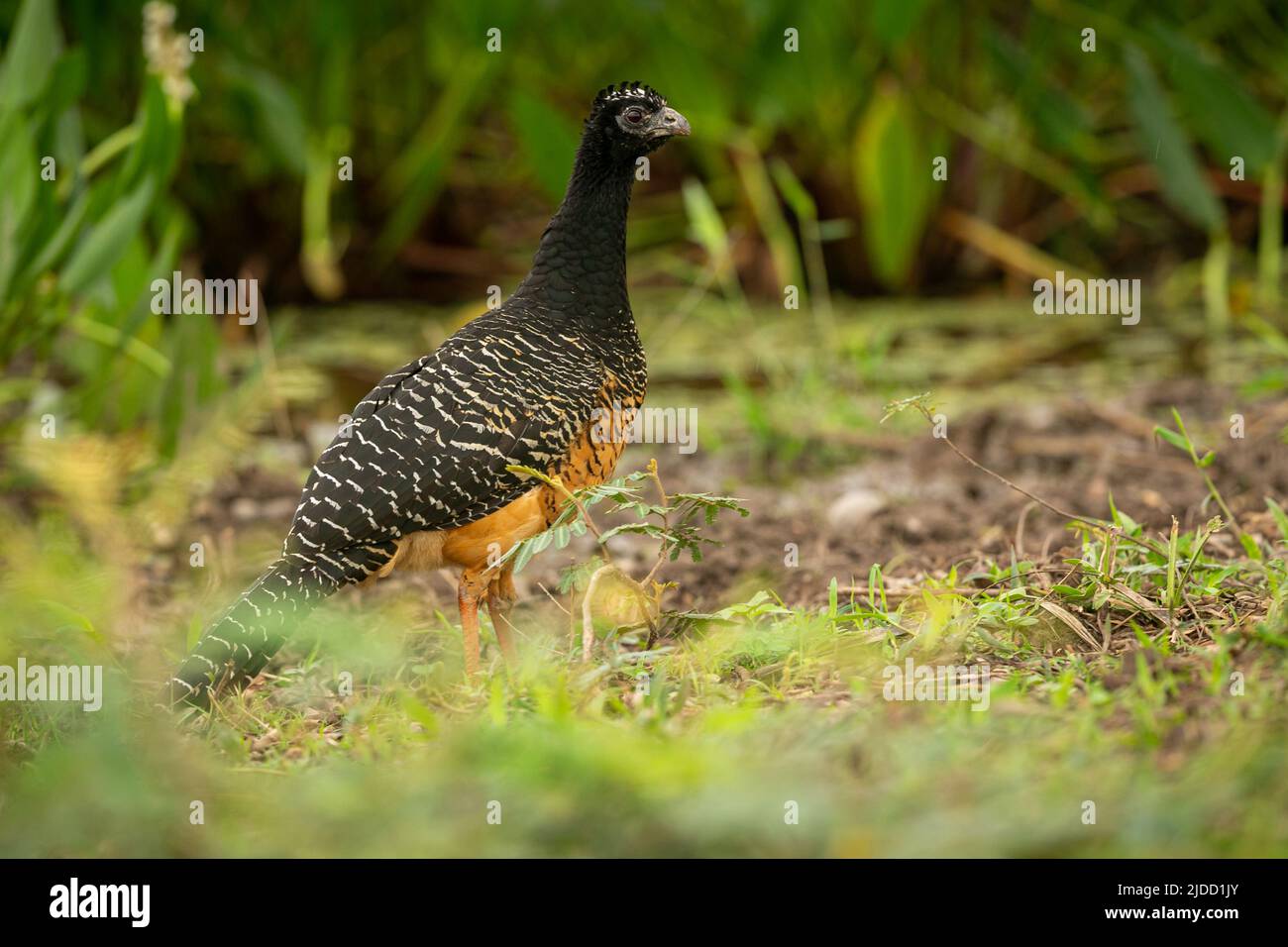 Majestic and colourfull bird in the nature habitat. Birds of northern ...