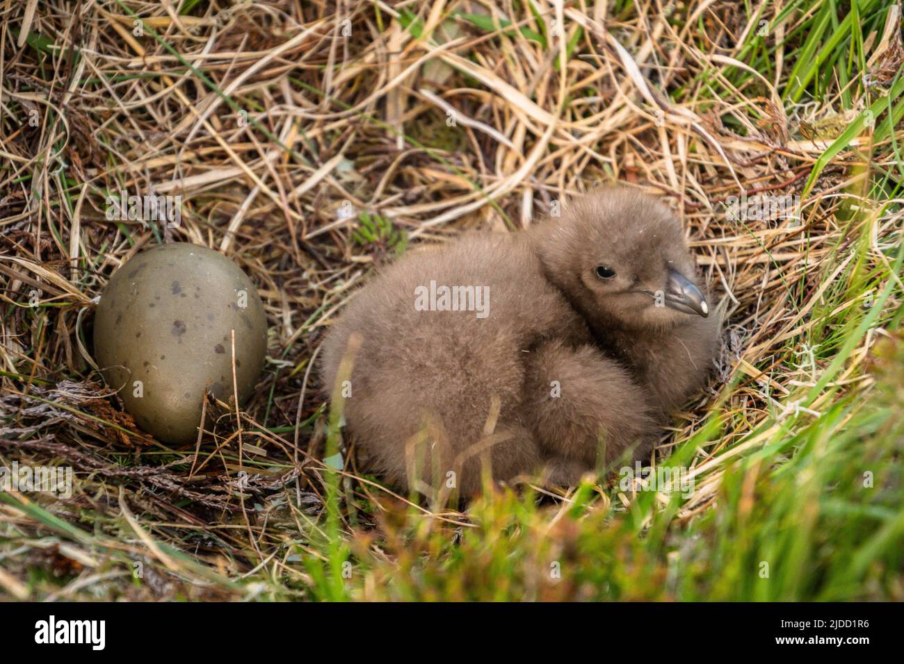 A great skua nest with a chick and an egg Stock Photo - Alamy