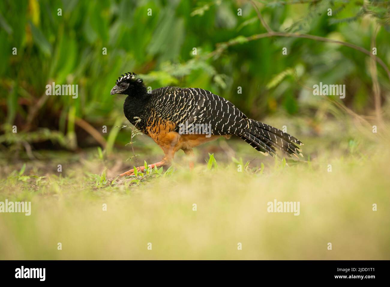 Majestic and colourfull bird in the nature habitat. Birds of northern ...
