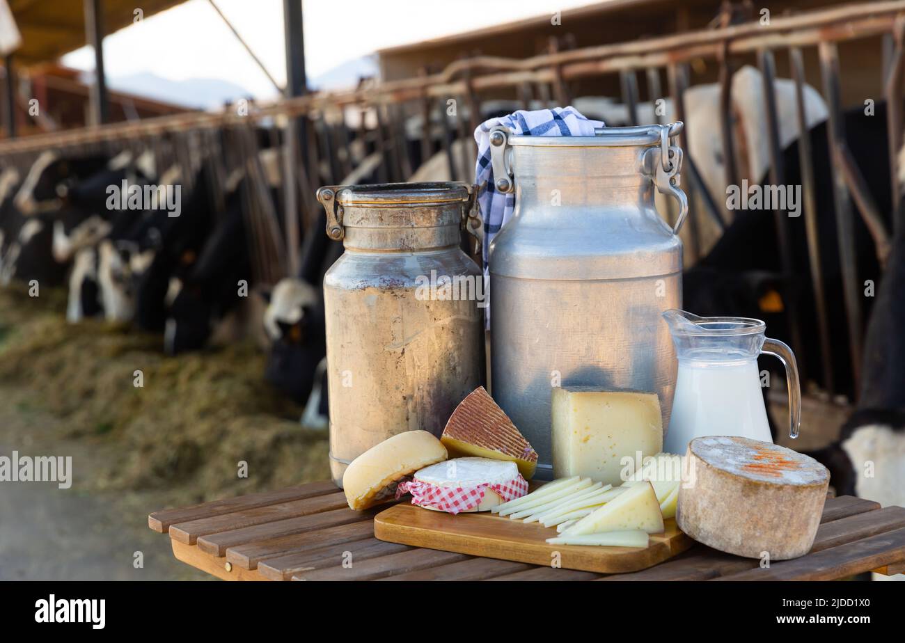 Fresh dairy products on table on background of cows in stall Stock ...