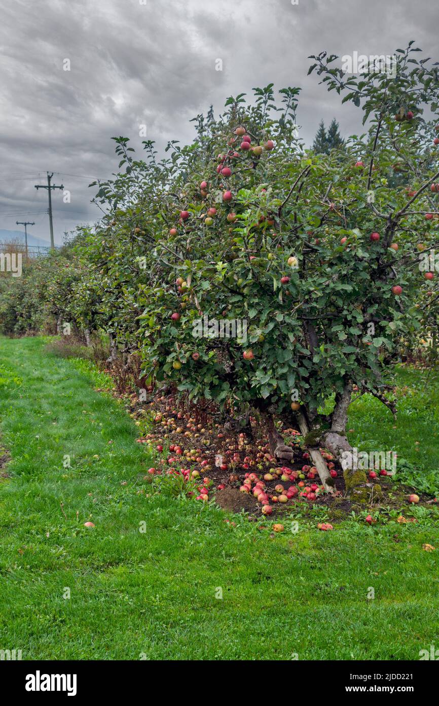 Ripen apples on the ground below the apple tree in the orchard Stock ...