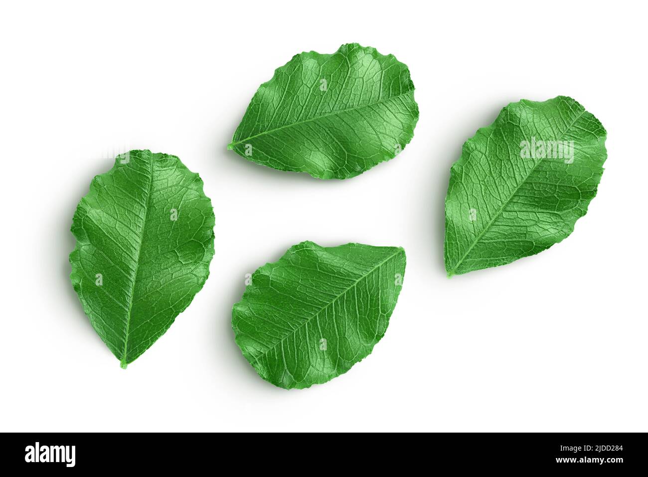 Fresh carob leaves isolated on white background. Top view. Flat lay ...
