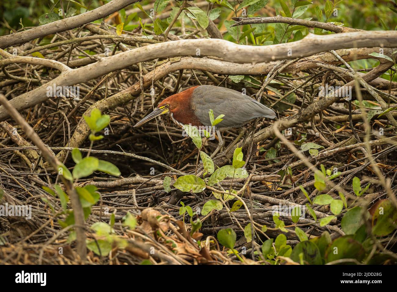 Majestic and colourfull bird in the nature habitat. Birds of northern ...
