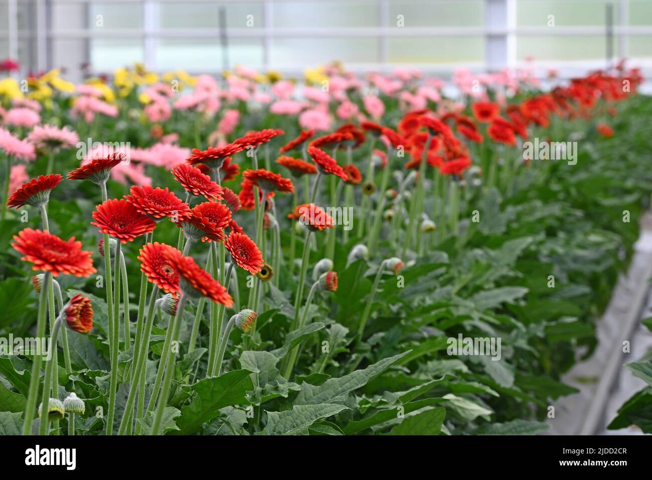 Many Gerbera flowers in a greenhouse at Floriade the Netherlands Stock ...