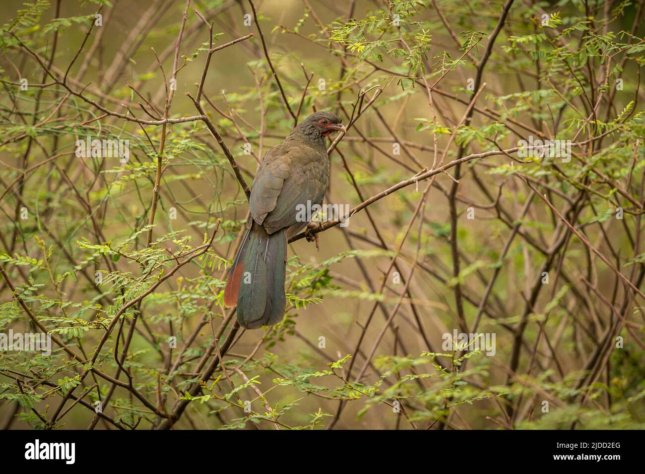 Majestic and colourfull bird in the nature habitat. Birds of northern ...