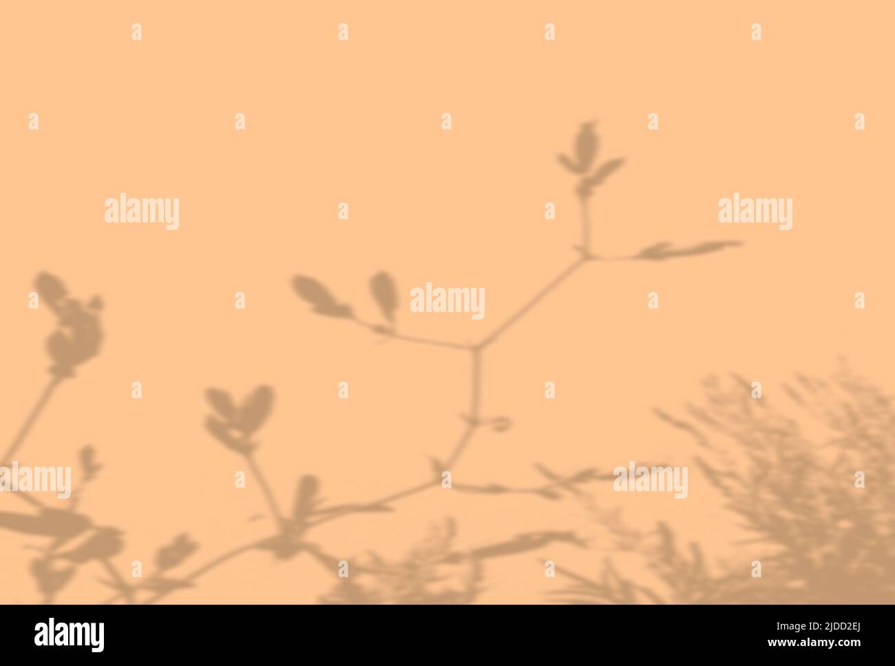 Natural light casts shadows from wildflowers. Top view of the shadow of ...