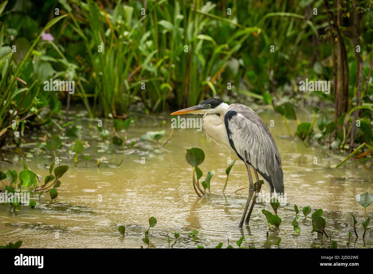 Majestic and colourfull bird in the nature habitat. Birds of northern ...