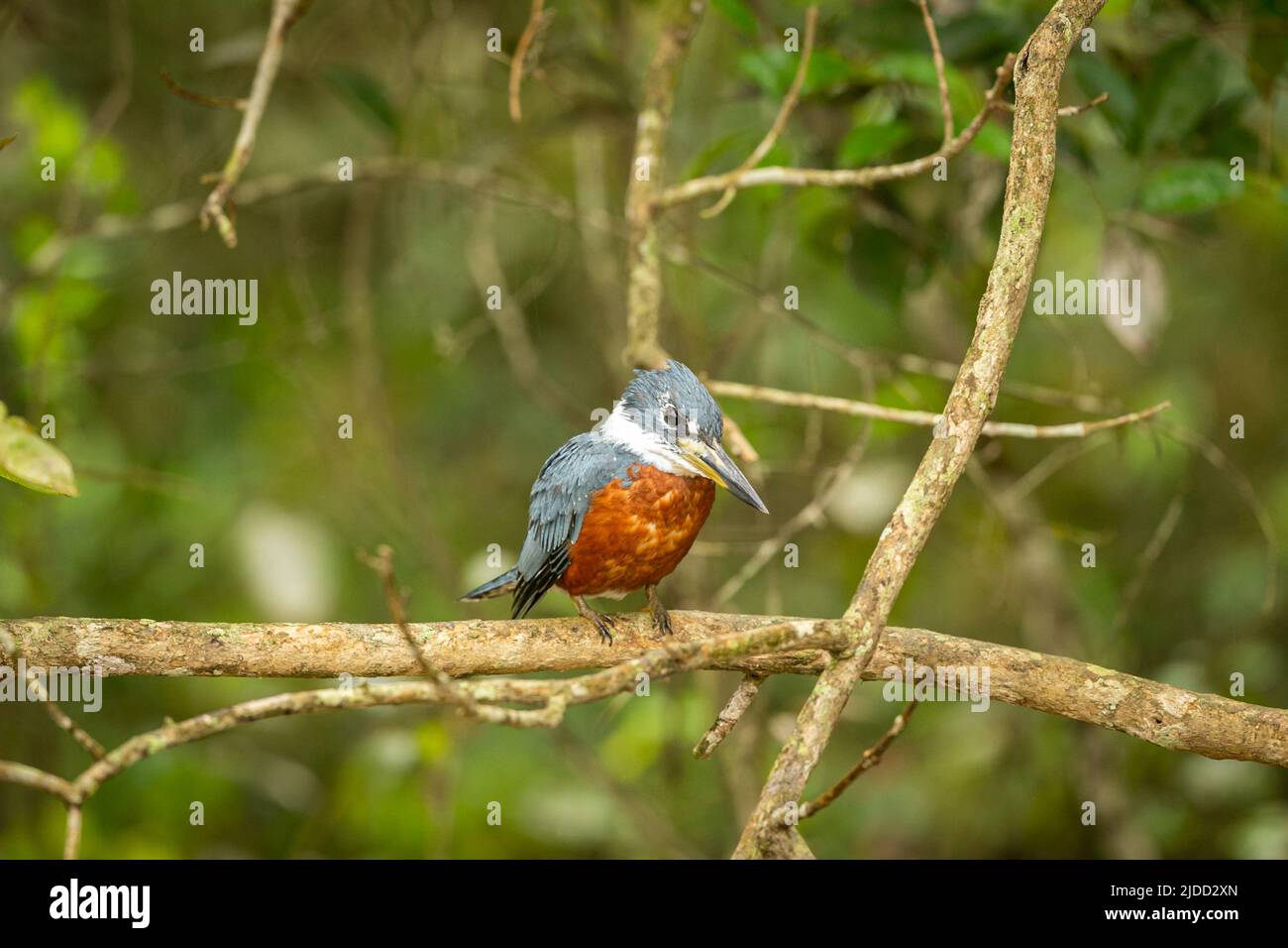 Majestic and colourfull bird in the nature habitat. Birds of northern ...