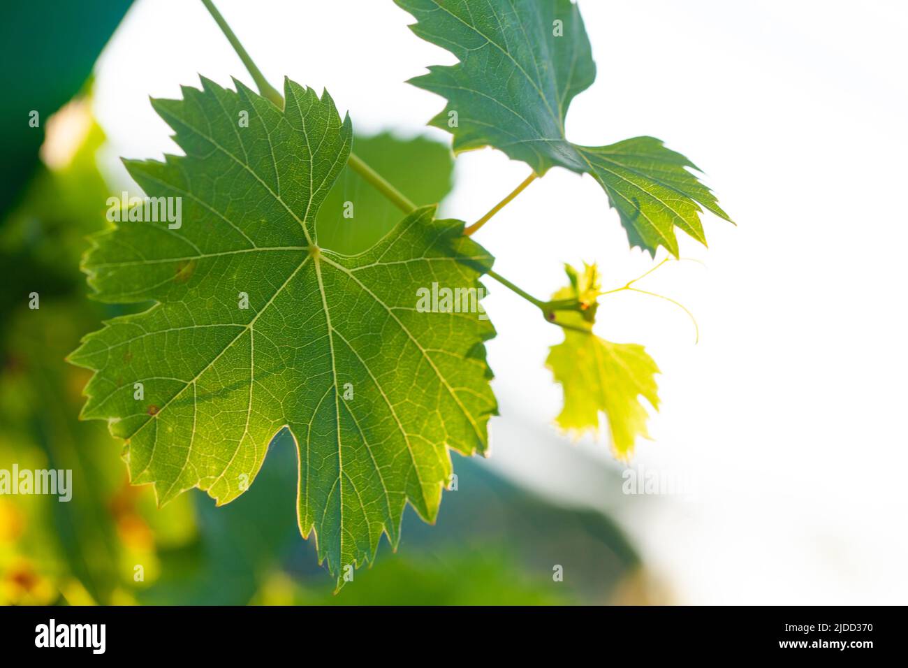 Summer grapevine on abstract green and white natural background Stock ...