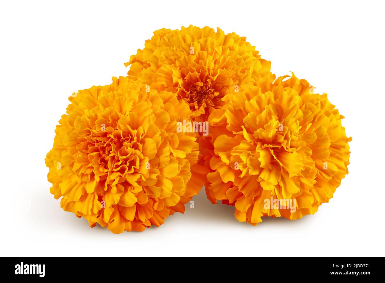 fresh marigold or tagetes erecta flower isolated on white background ...