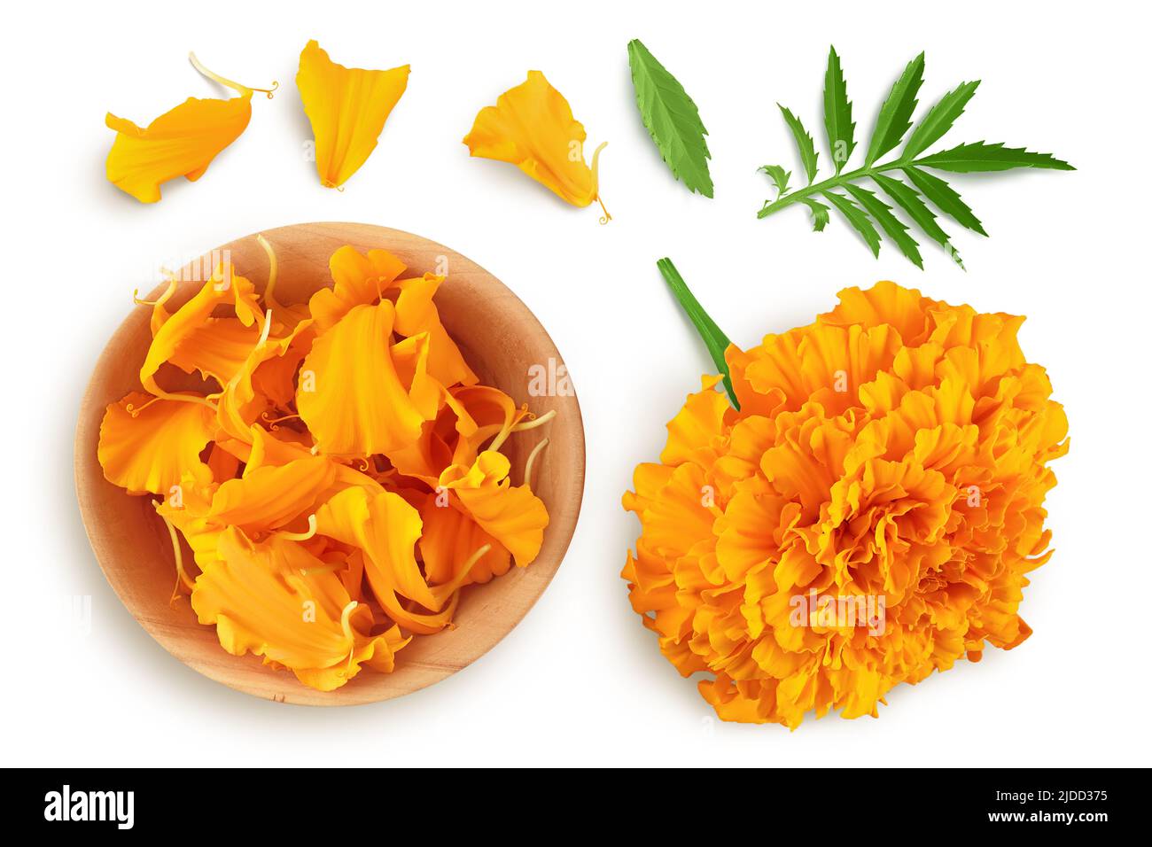 fresh marigold or tagetes erecta flower isolated on white background ...
