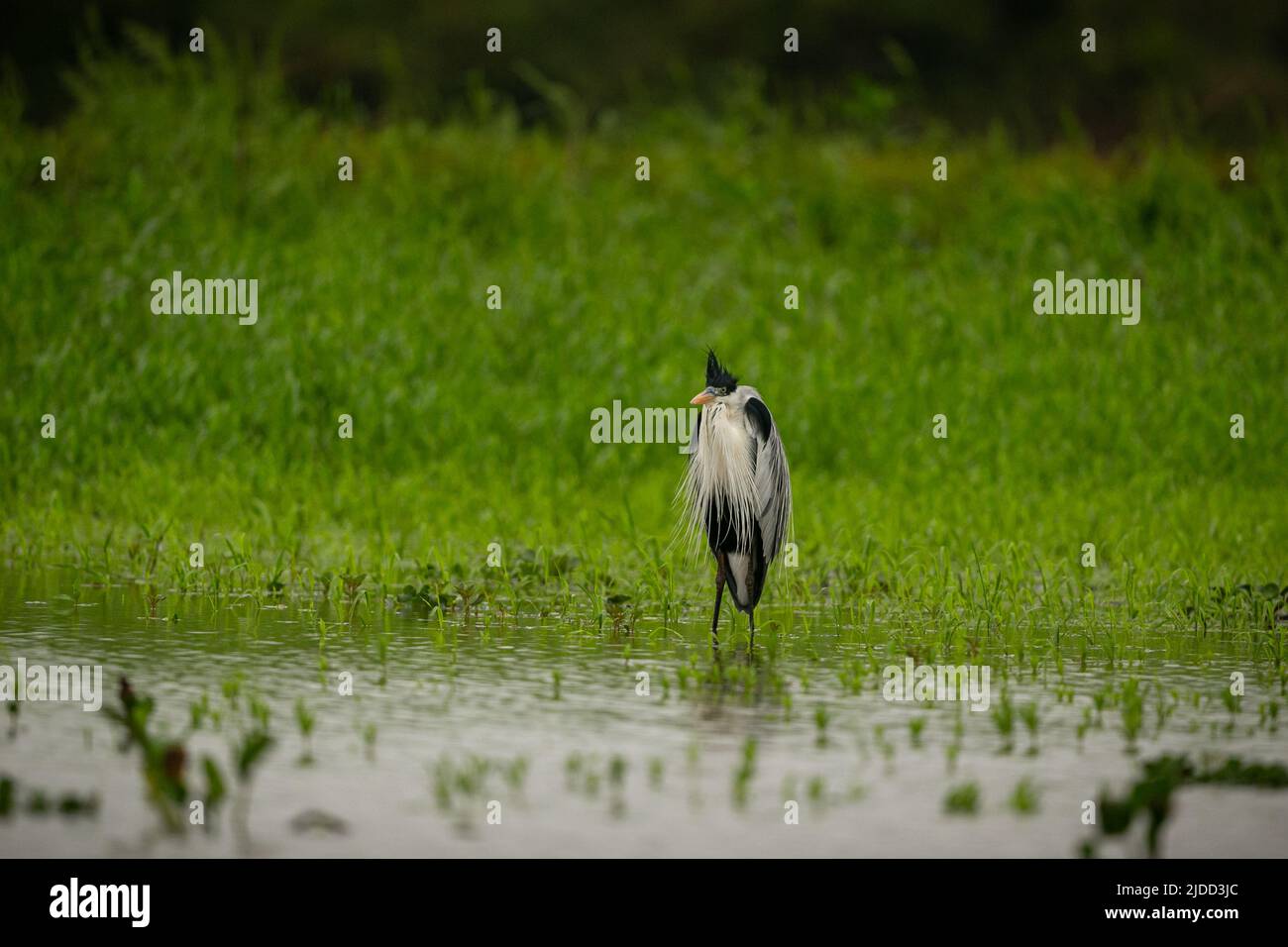Majestic and colourfull bird in the nature habitat. Birds of northern ...