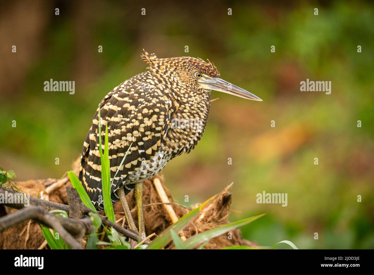 Majestic and colourfull bird in the nature habitat. Birds of northern ...