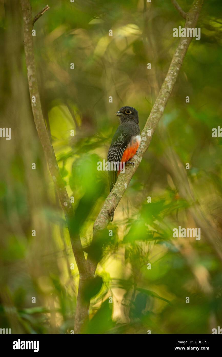 Majestic and colourfull bird in the nature habitat. Birds of northern ...