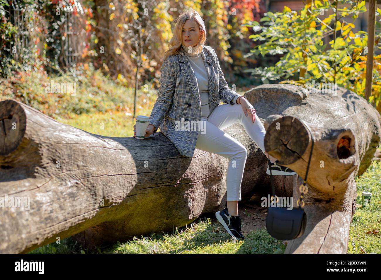 Organization of places for recreation in city park, trunk of fallen ...