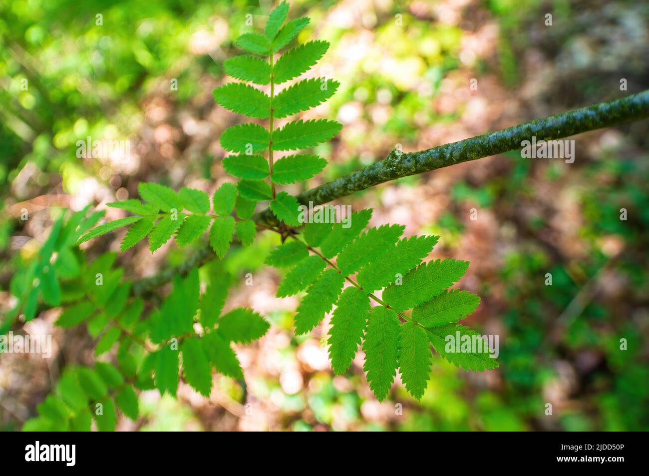 Ash twig garden hi-res stock photography and images - Alamy